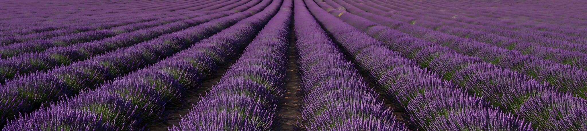 29th International Conference on Transport Theory (ICTT-29)